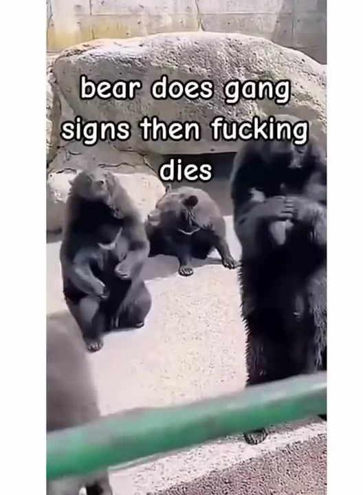 Bear does gang signs - Meme by RobSammer :) Memedroid