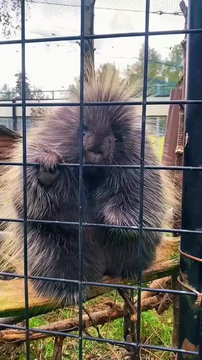 asking voice of porcupine - Meme by newusername :) Memedroid