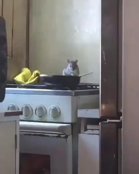 El chefsito - Meme subido por Lt.David :) Memedroid