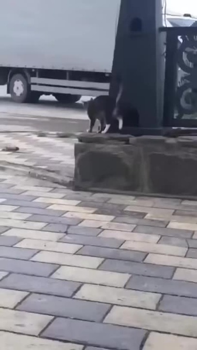 wtf gato calistenico - Meme subido por GXMaycolmc :) Memedroid