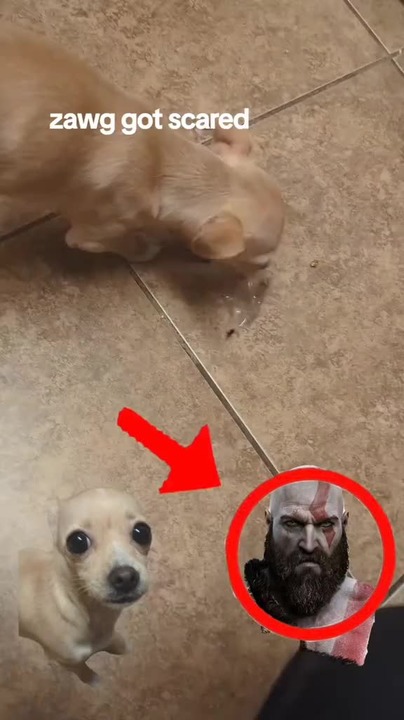 Zawg - Meme by Memedroid_User2_4.00 :) Memedroid