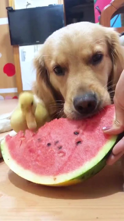 Wholesome.... turn up the volume - Meme by RedmanReaction :) Memedroid