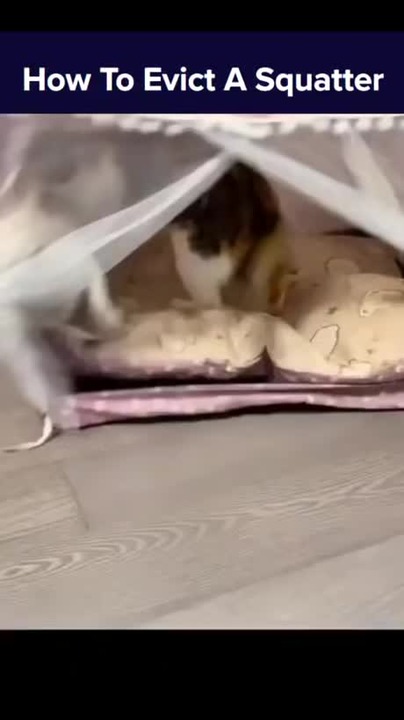 how to evict a squatter - Meme by shamputurner :) Memedroid