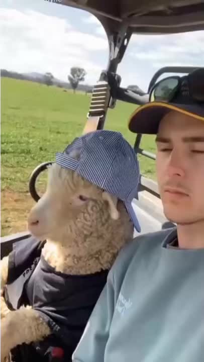 esta oveja siempre será la más guay del grupo - Meme by Borrelynx ...