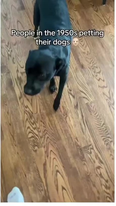 1950s guys petting their dogs - Meme by ismokegkush :) Memedroid