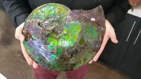 Canadian Iridescent Ammonite Fossil - Meme by schizoidman :) Memedroid