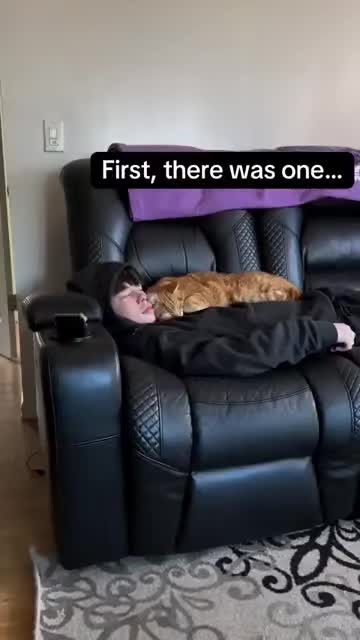 taking naps with the cats - Meme by gxldnqx :) Memedroid