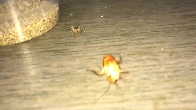 Little bro got my back - Meme by Rocketman5004 :) Memedroid