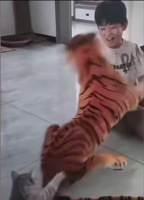 a cat will protect you from a tiger - Meme by STARlost :) Memedroid