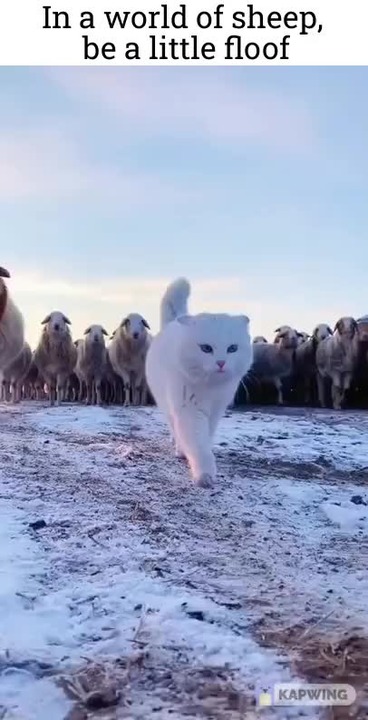 Majestic Cat Meme By Disappointed Father Memedroid