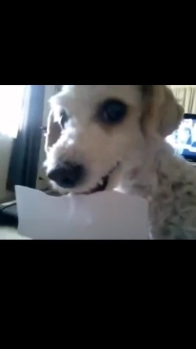 perro loco - Meme by lucaxCB :) Memedroid