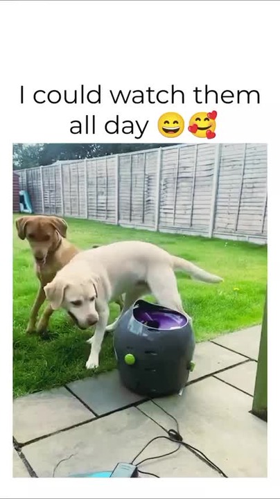 Great ball launcher for the dogs - Meme by seychelpsyop :) Memedroid