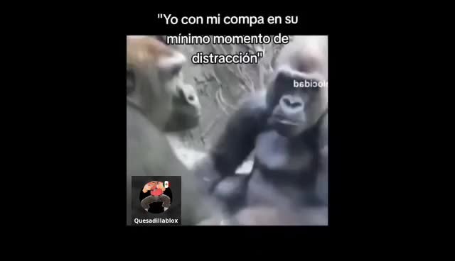 Monos - Meme subido por Quesadillablox :) Memedroid