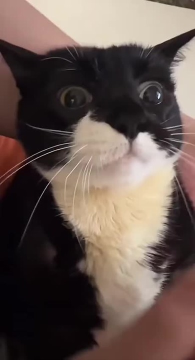 catto eating - Meme by LindsYoung :) Memedroid