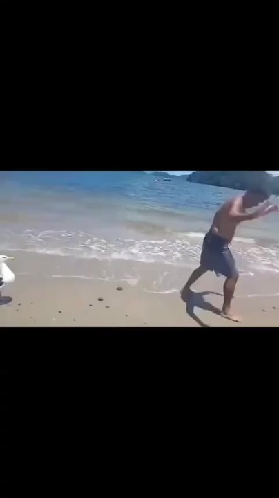 A seagull laughing at a guy trying to do a handstand - Meme subido por ...