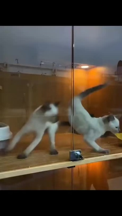 Cat duplication - Meme by fatigator :) Memedroid