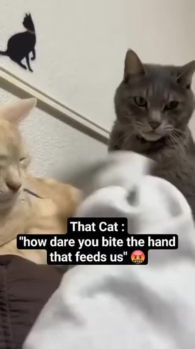 From cat to snake - Meme by XKRAY :) Memedroid