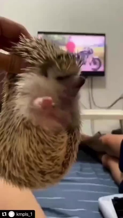 Spiked - Meme subido por Cangcore :) Memedroid