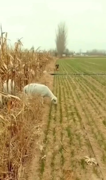 Doggo is keeping the border safe - Meme by Nouville30 :) Memedroid