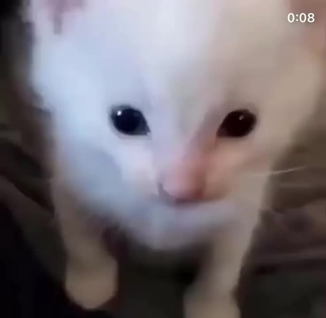 Hi Herbert - Meme subido por Sofi-Chan_UwU :) Memedroid