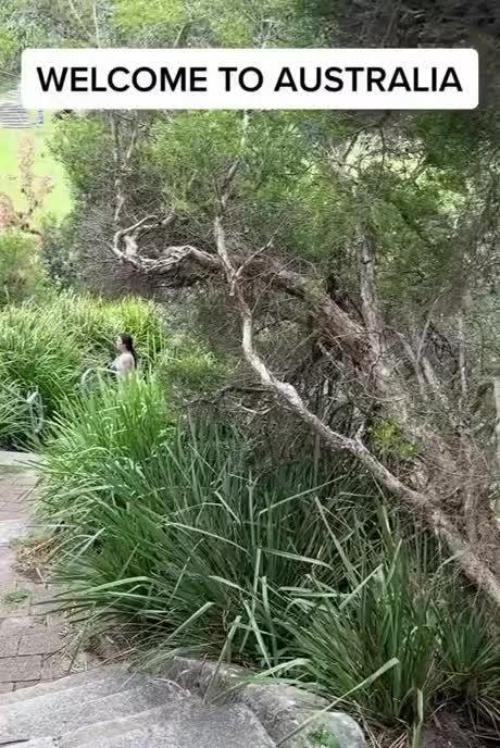 Welcome to Australia - Meme by wowfrey :) Memedroid