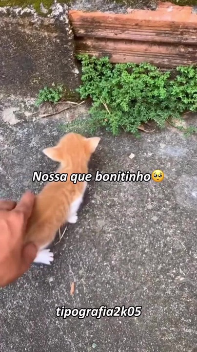 Gatito - Meme by Pecaonaomenos :) Memedroid