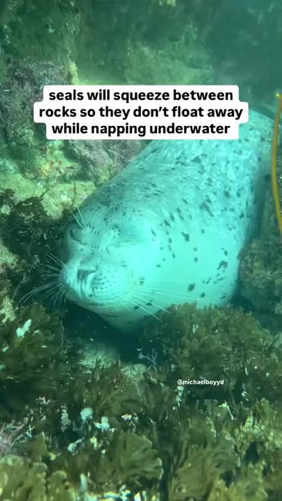 Seals nap between rocks - Meme by blackbirdjay :) Memedroid