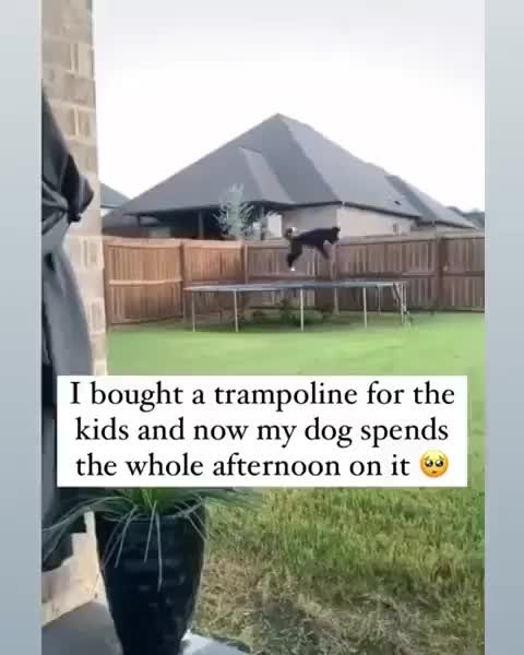 when your doggo learns how to jump on the trampoline - Meme by sdesethor :) Memedroid