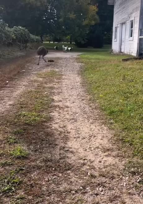 Ostriches confused with RC car - Meme by schizoidman :) Memedroid