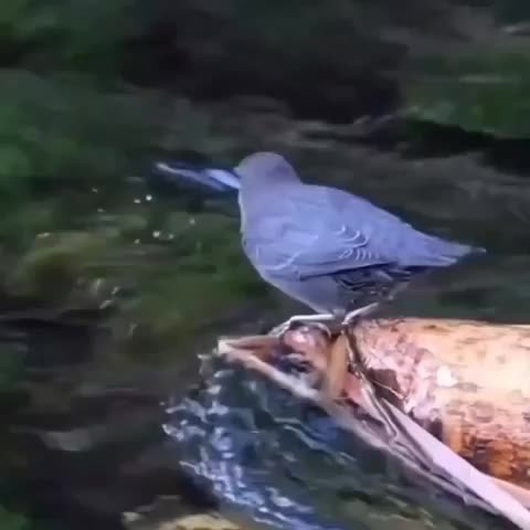 This bird can hunt underwater while not getting wet - Meme by ...