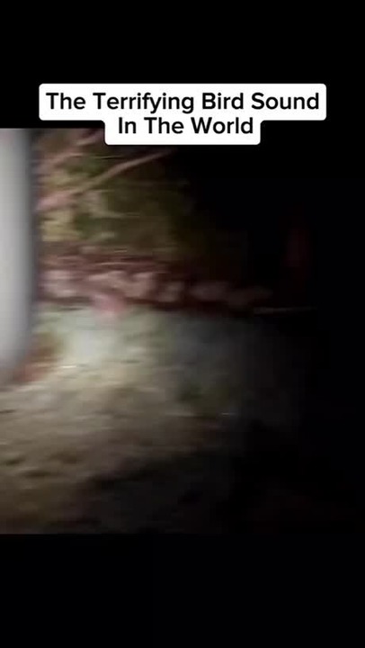 Bird sounds - Meme by blackbirdjay :) Memedroid