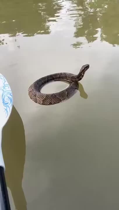 serpiente flotando - Meme subido por LEROYkid :) Memedroid