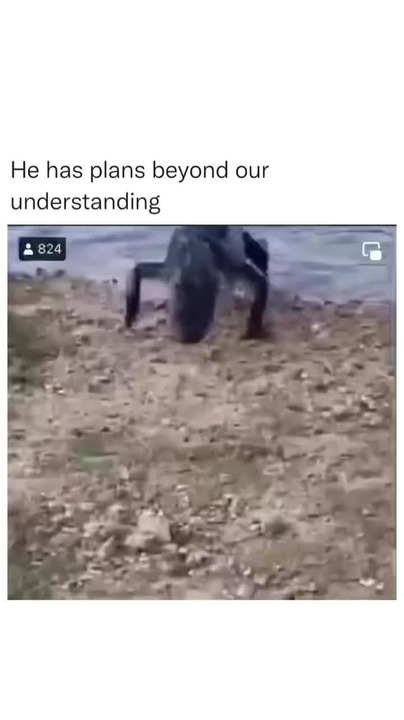 Gator - Meme by The_dankrising :) Memedroid