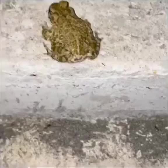 El origen del meme de la rana triste - Meme subido por Splandyy ...