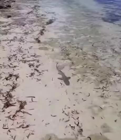 ultra instinto de tiburon - Meme by xtrameme :) Memedroid