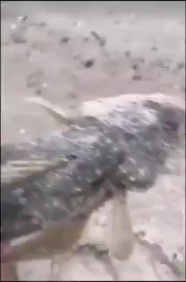 Escuchen el grito - Meme subido por Eduargr :) Memedroid