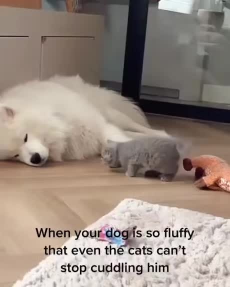 Catto loves doggo fluffiness - Meme by adam1415 :) Memedroid