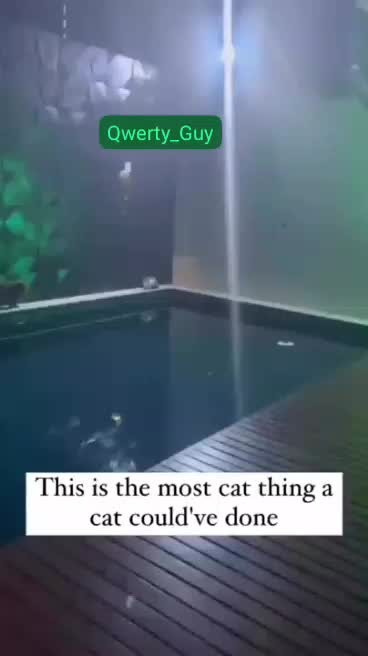 Gato - Meme subido por Qwerty_Guy :) Memedroid