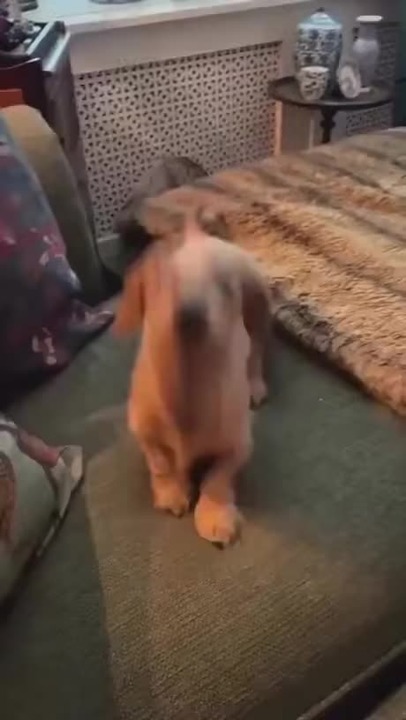 Jumping good boy - Meme by GoatLEAD :) Memedroid