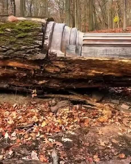 Someone carved a column into a fallen oak tree - Meme by fatigator ...