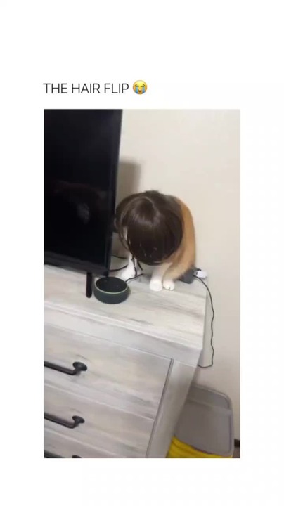 Gato con peluca - Meme subido por josealvarez_99 :) Memedroid