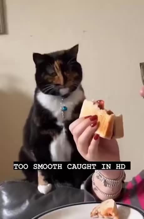 Too smooth - Meme by riggicox :) Memedroid