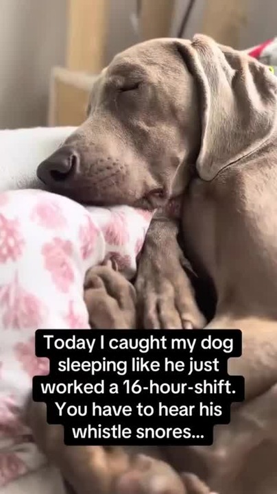 Goofy ahh doggo sleeping like in cartoon - Meme by Dhoxer :) Memedroid