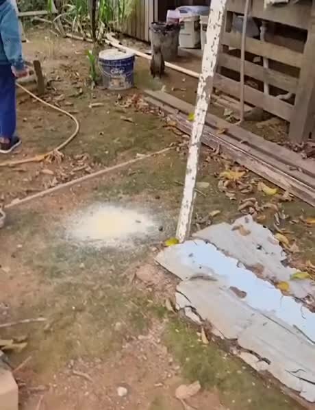 weird animals - Meme by Ta3vex :) Memedroid