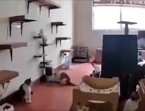 Chaos - Meme subido por deleted_6b78459a5be :) Memedroid