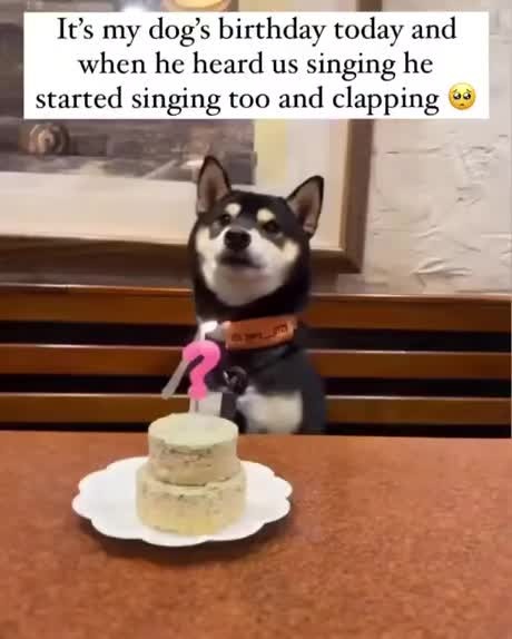 Dog singing happy birthday to itself - Meme by wowfrey :) Memedroid