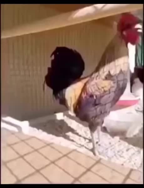 Buenos días gallo - Meme subido por nikeramb :) Memedroid