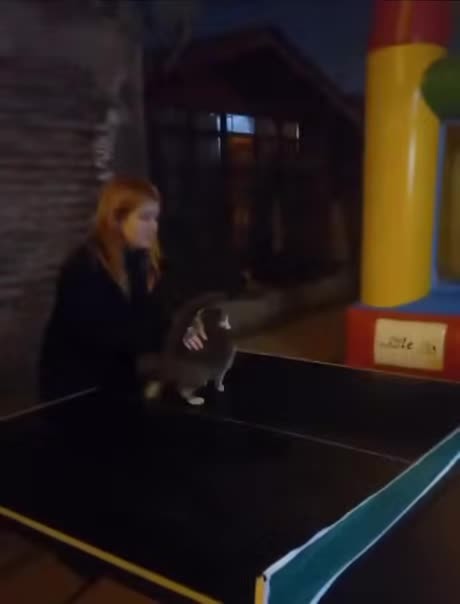 Cat pong - Meme by MonkeyRange :) Memedroid