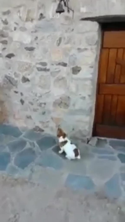 Doguin - Meme by Amanteigado :) Memedroid