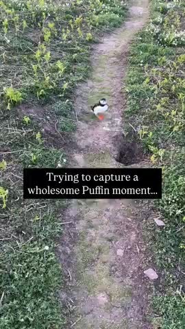 Just trying to capture a puffin being pure - Meme by yagash :) Memedroid